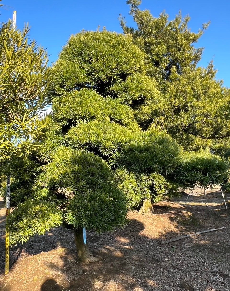 Dashu.jp | 大樹.jp