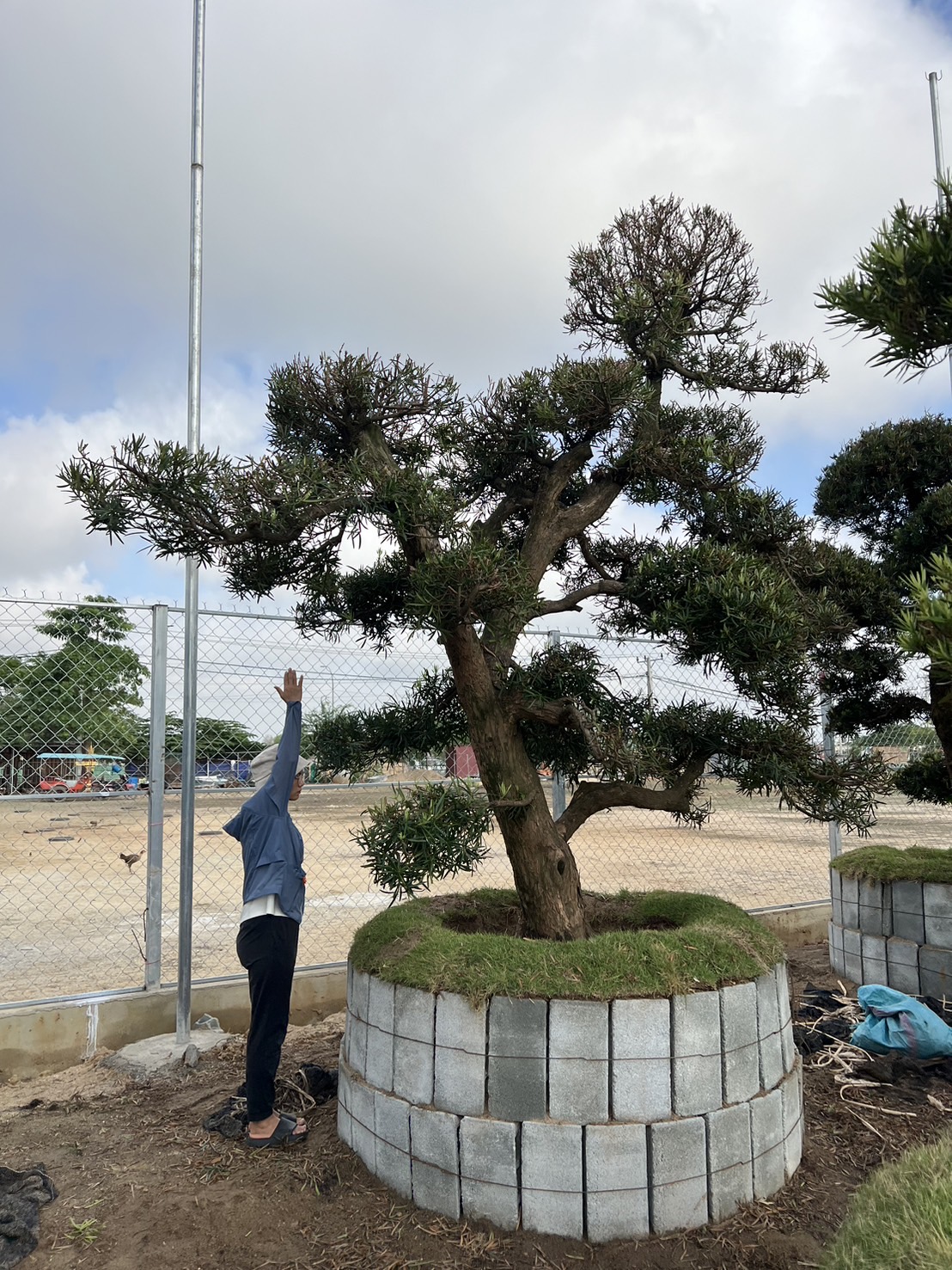 Dashu.jp | 大樹.jp