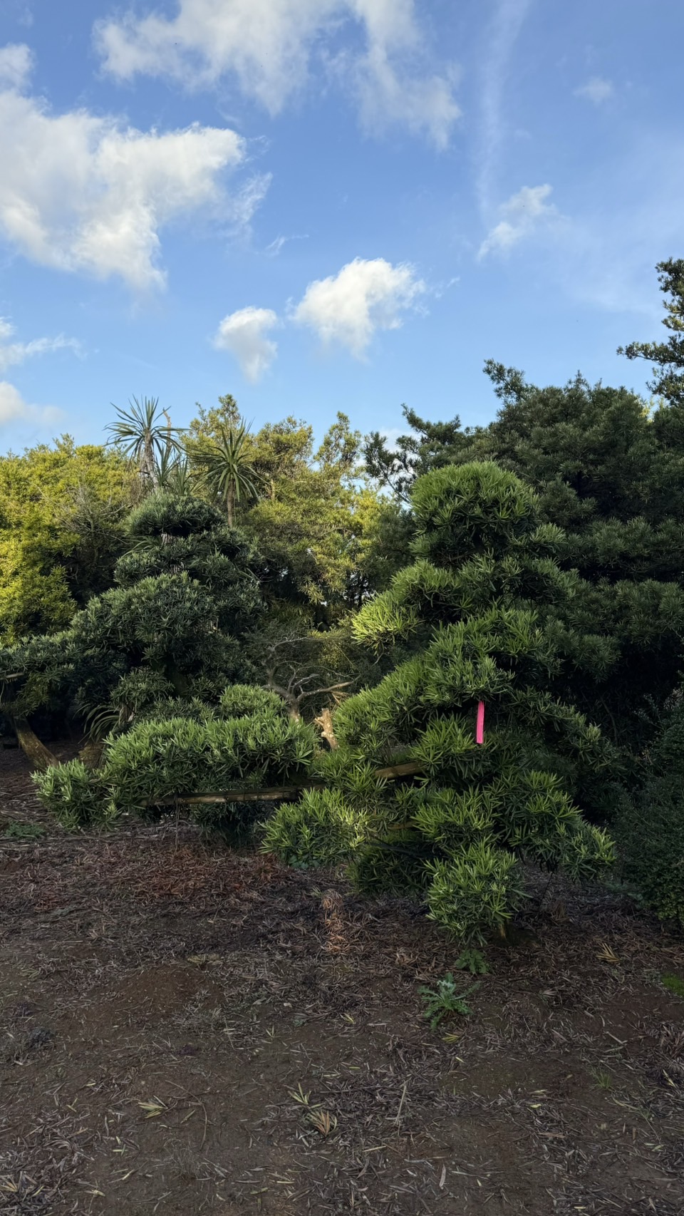 Dashu.jp | 大樹.jp