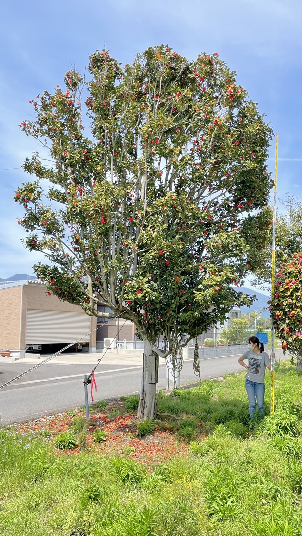 Dashu.jp | 大樹.jp