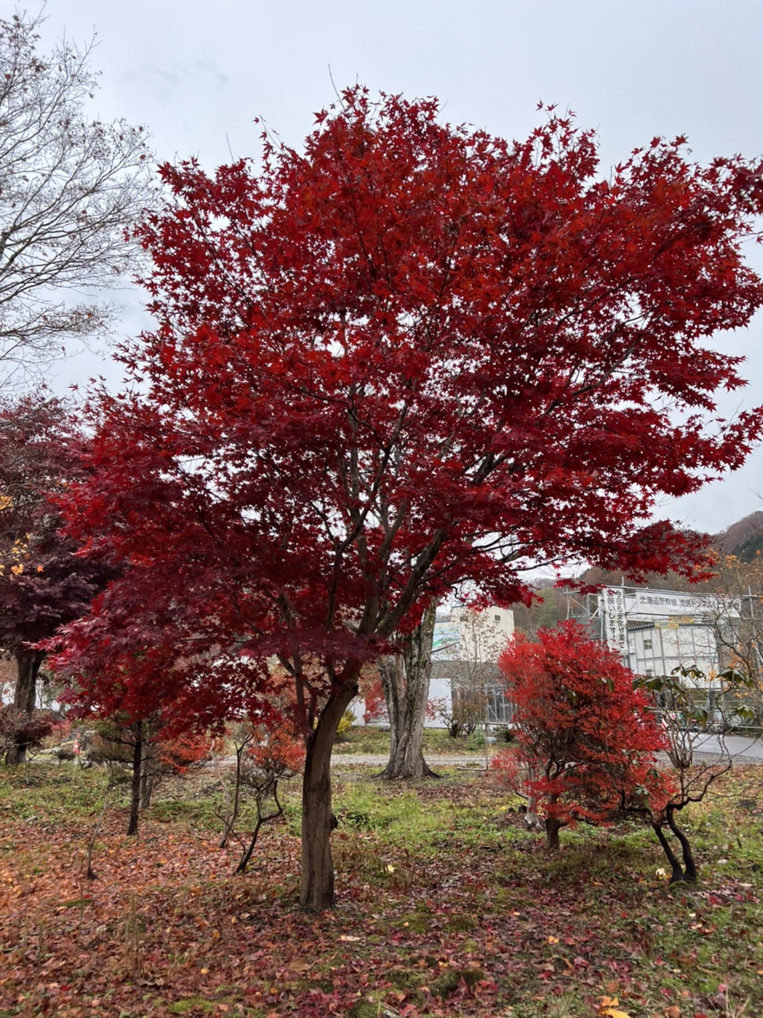 Dashu.jp | 大樹.jp