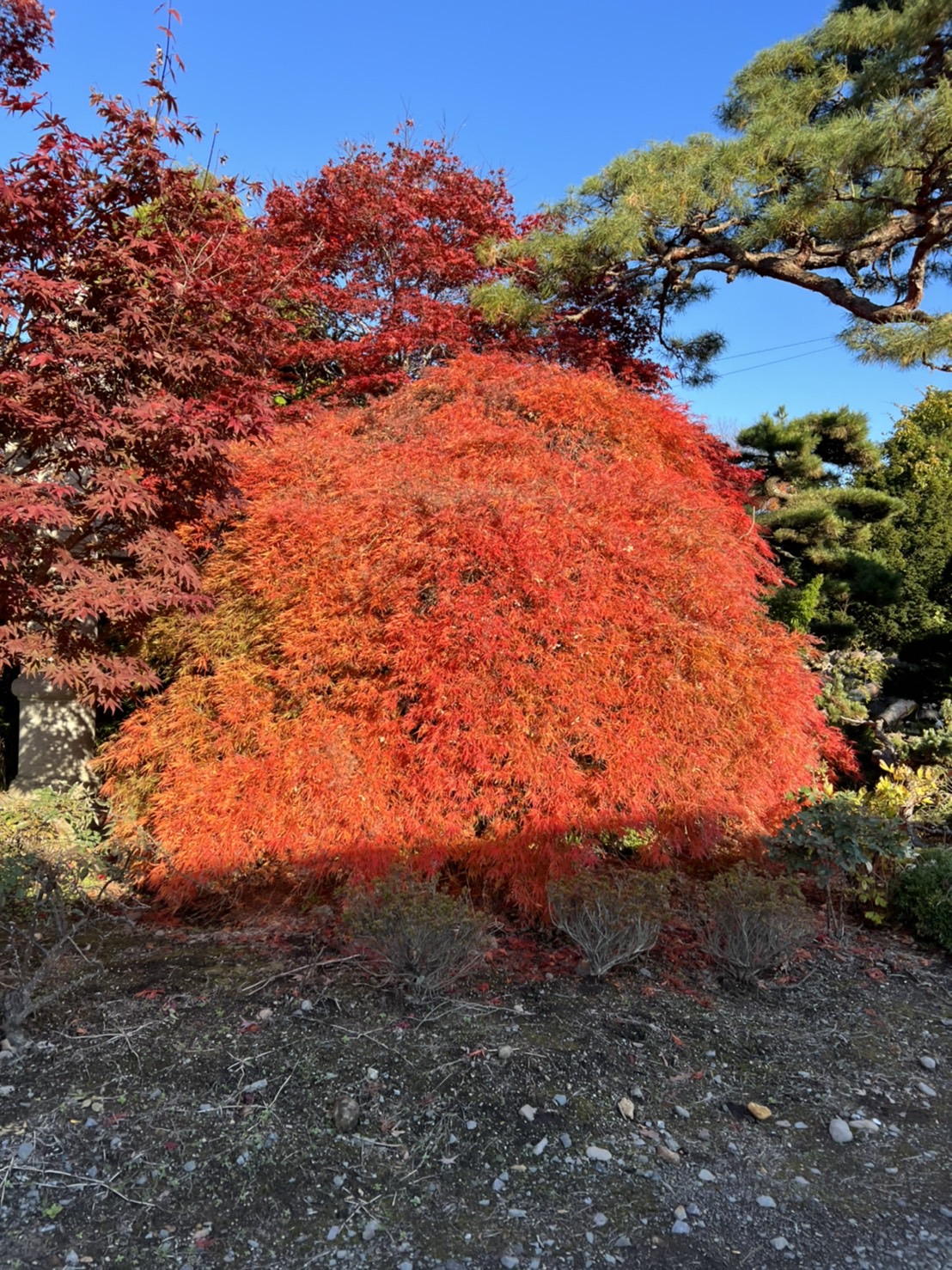 Dashu.jp | 大樹.jp