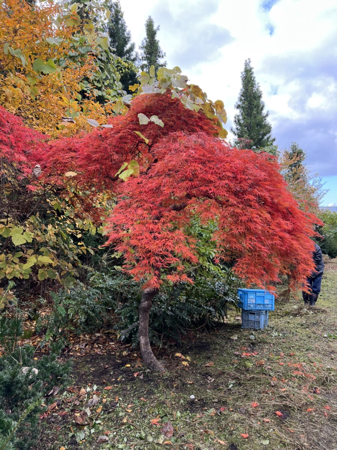 Dashu.jp | 大樹.jp