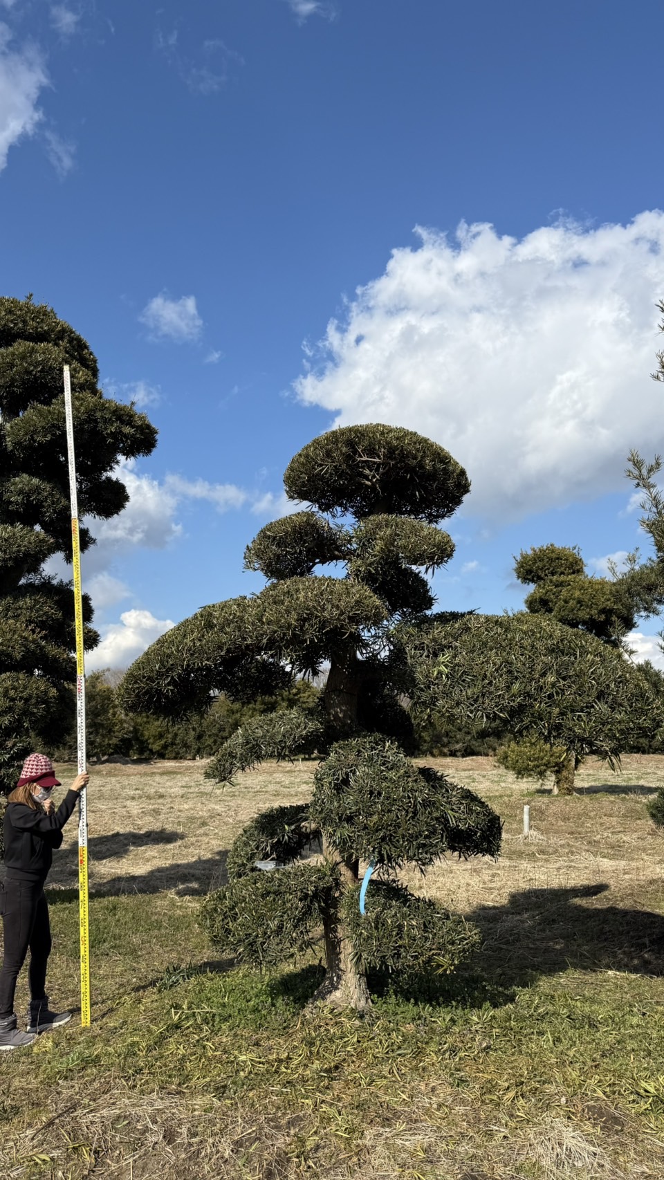 Dashu.jp | 大樹.jp