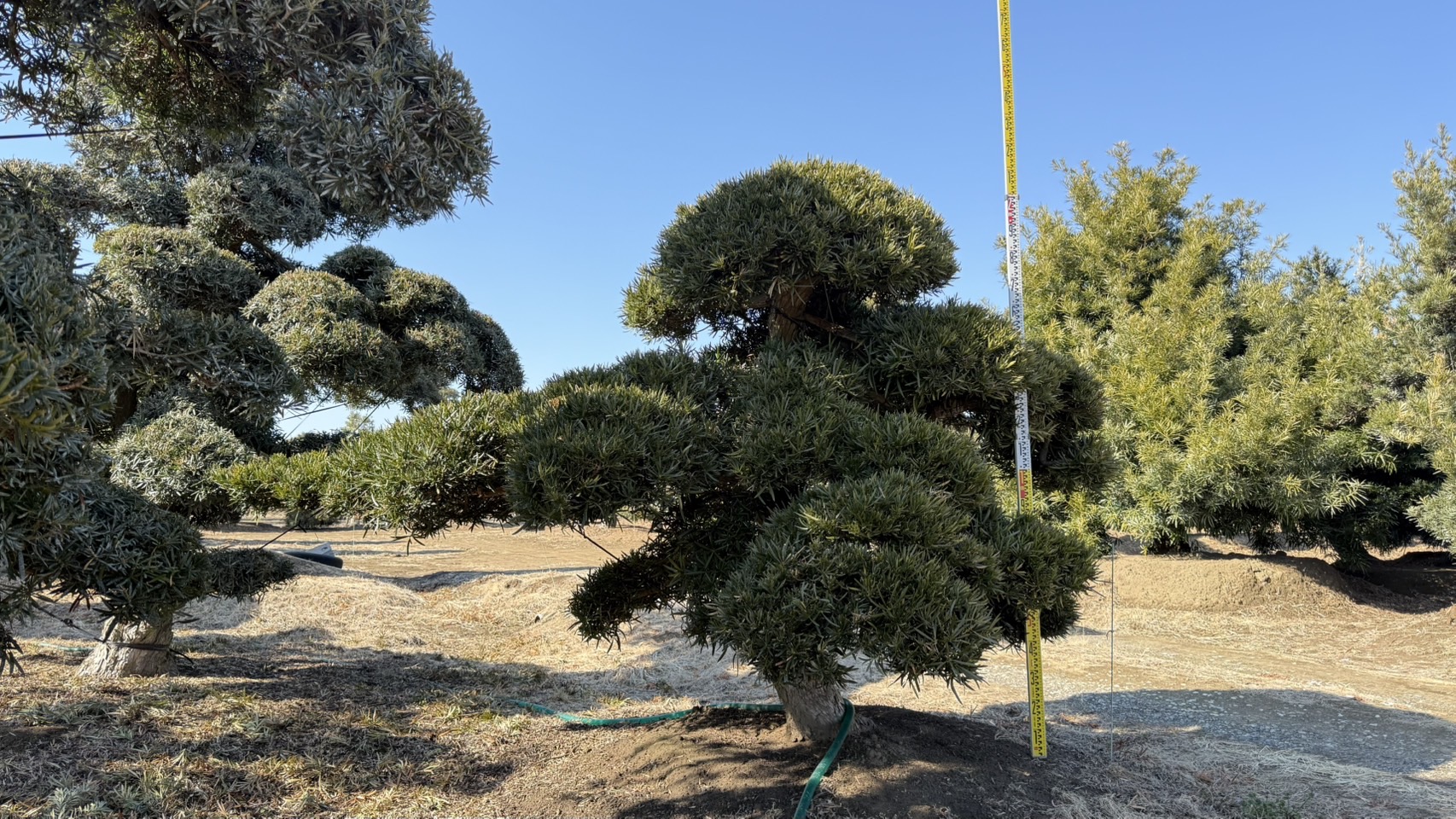 Dashu.jp | 大樹.jp