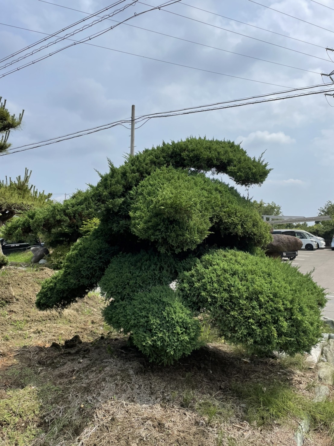 Dashu.jp | 大樹.jp